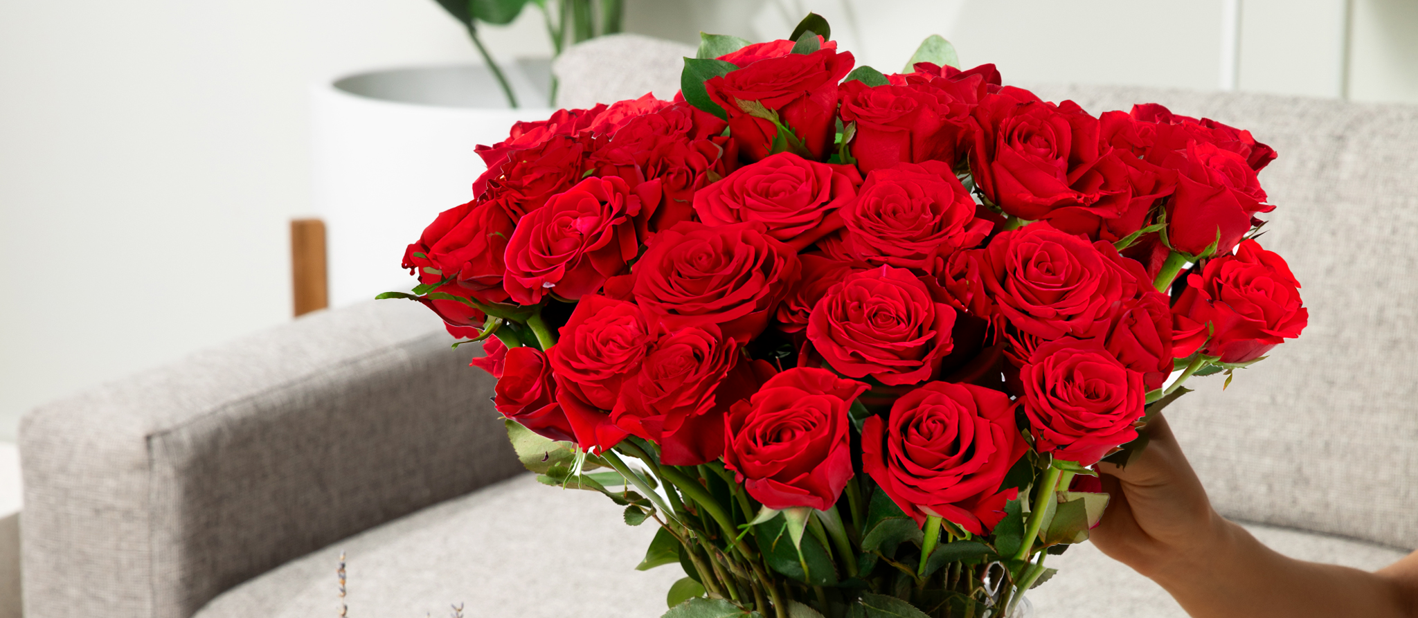 Everything You Need to Know About Red Roses | Aquarossa Farms