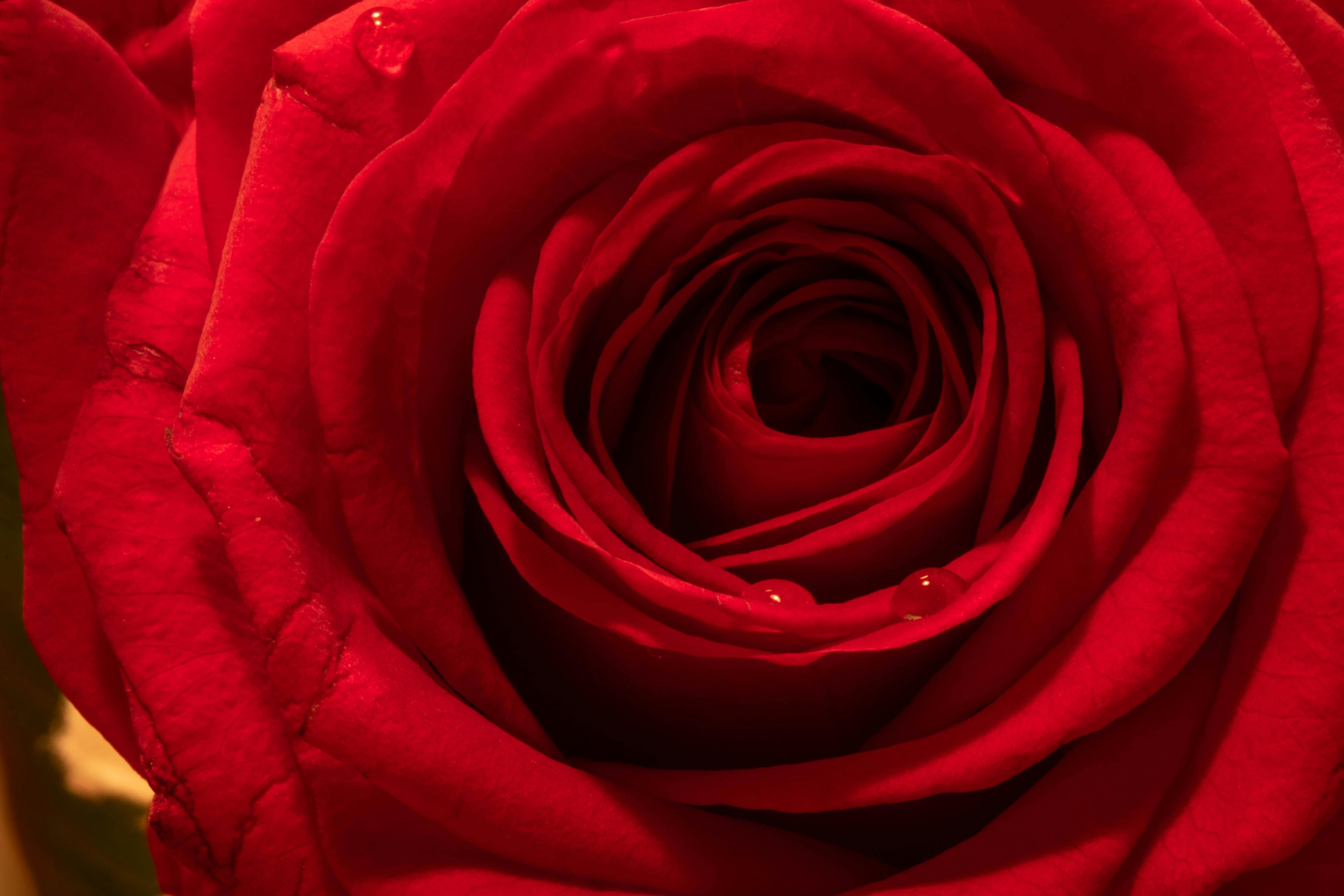 Red Roses to Keep Romance Effortless | Aquarossa Farms