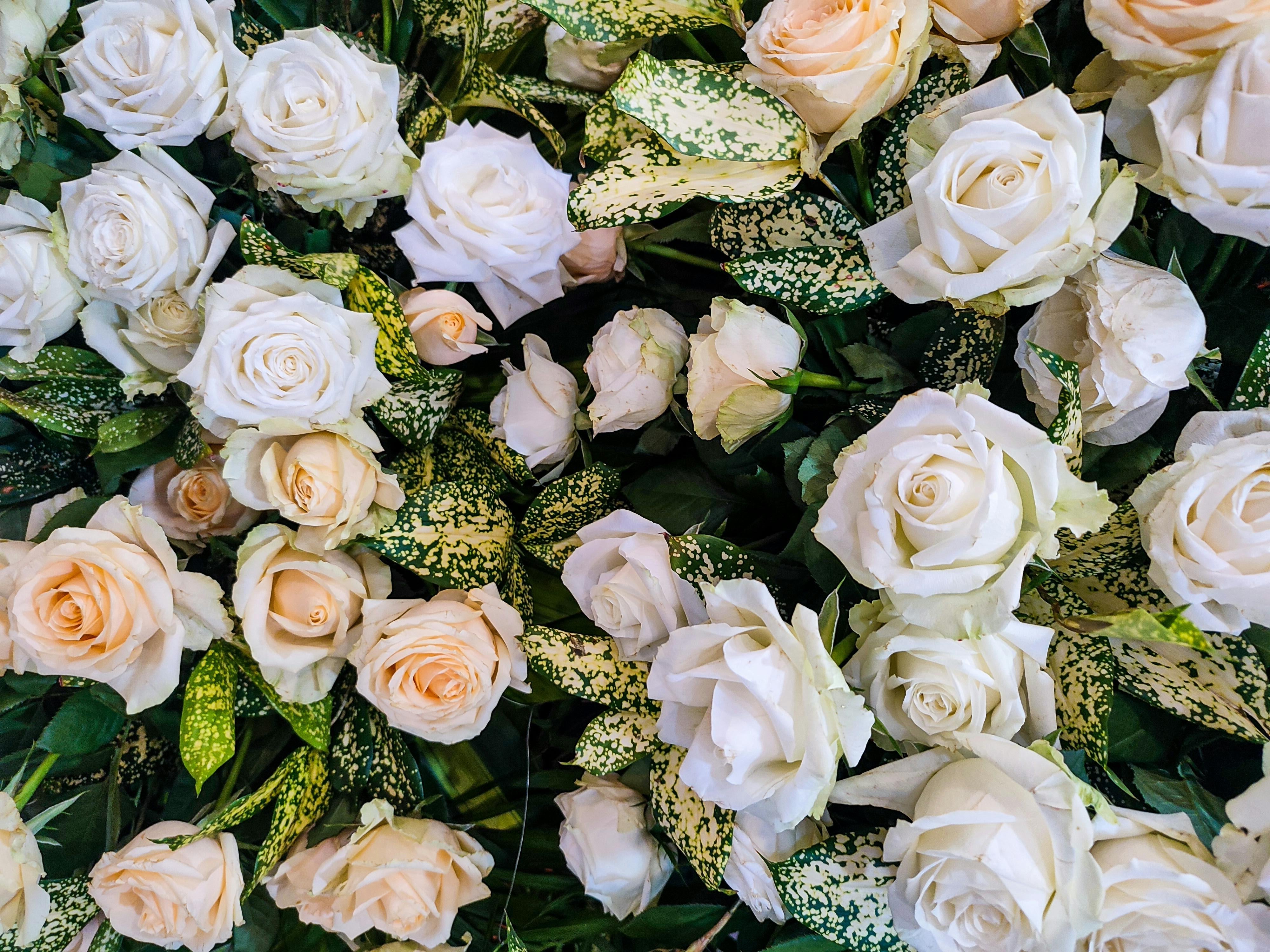 Meaningful Flowers for Father’s Day | Aquarossa Farms