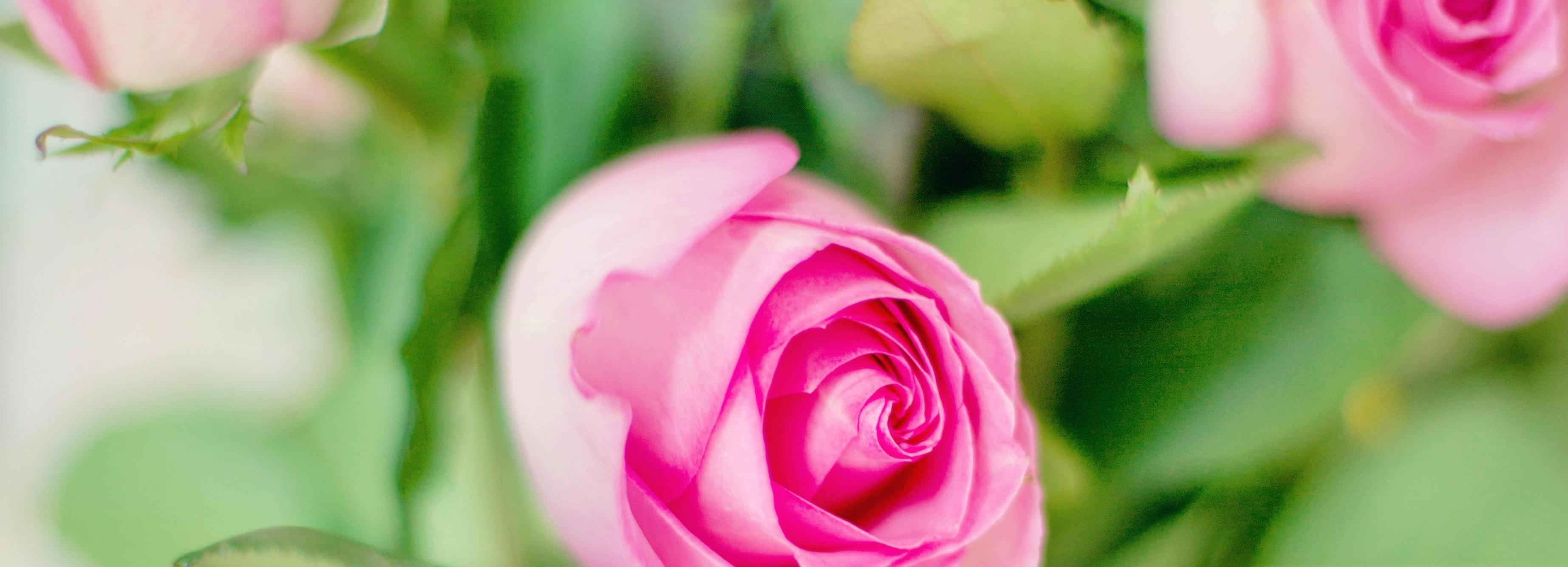 Choosing the Perfect Rose: A Guide to Rose Varieties for Every Occasio ...