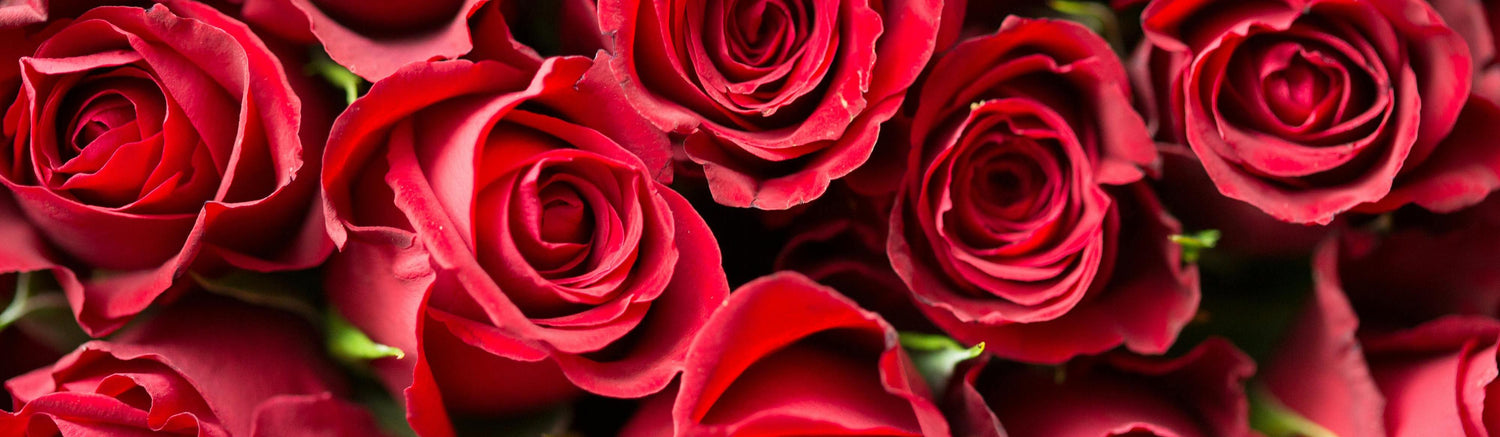 The Art of Gifting: Creative Ways to Present Roses – Aquarossa Farms