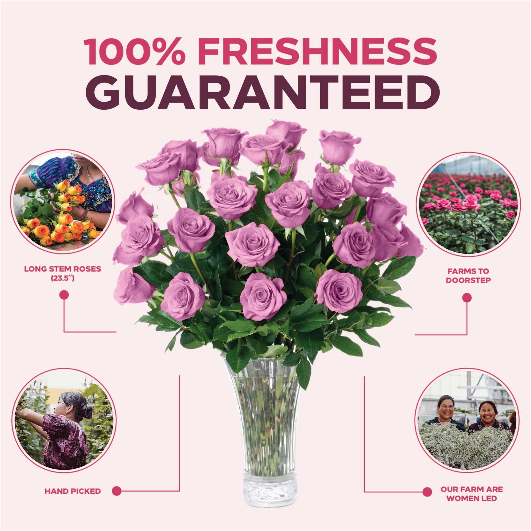 Bouquet of lavender roses – Aquarossa Farms